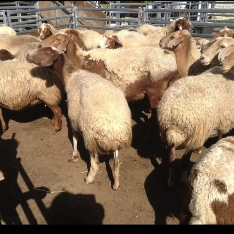 Awassi Sheep – GLO OMEGA EXPORT AND IMPORT PTY LTD